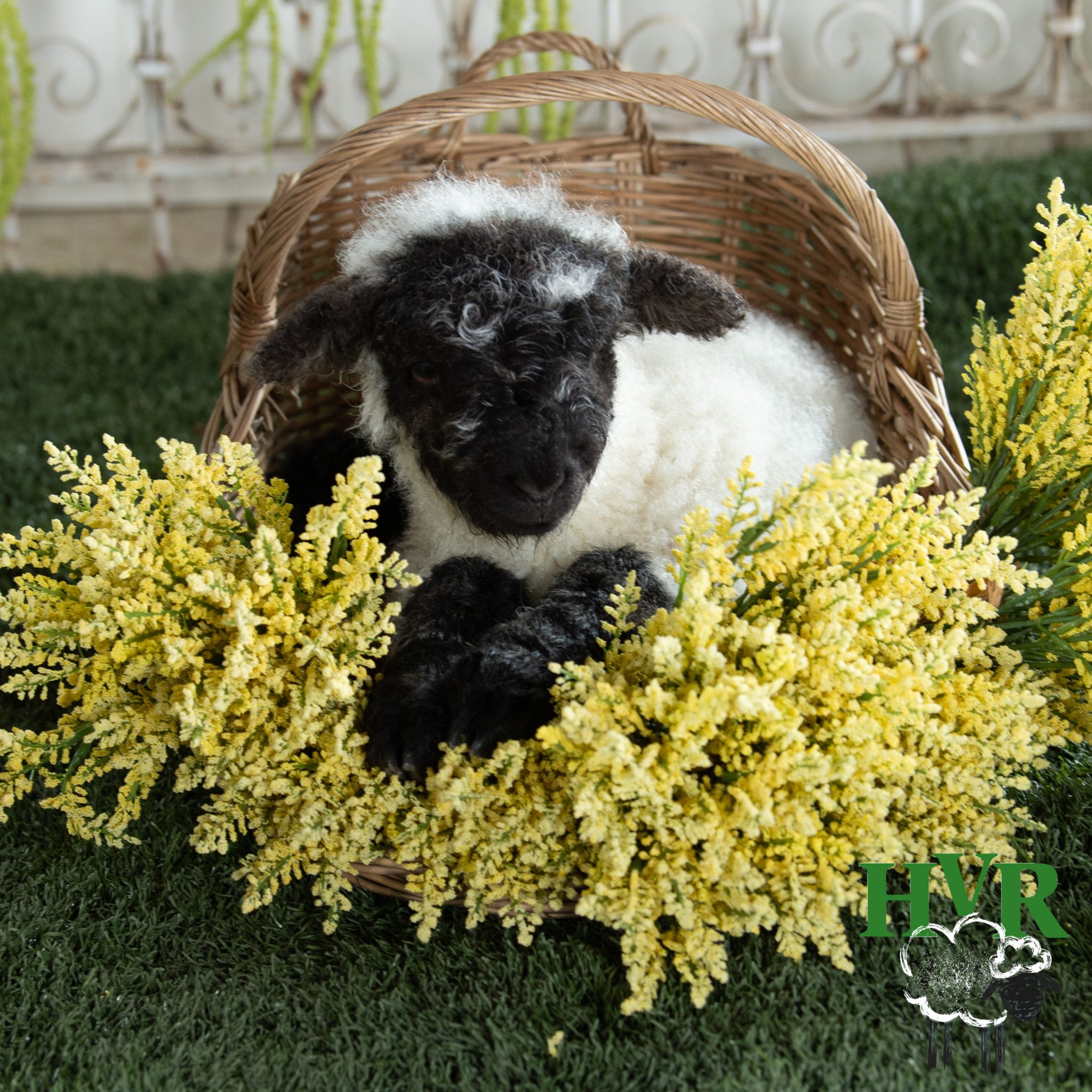 Hidden Valais Ranch – Worlds Cutest Sheep