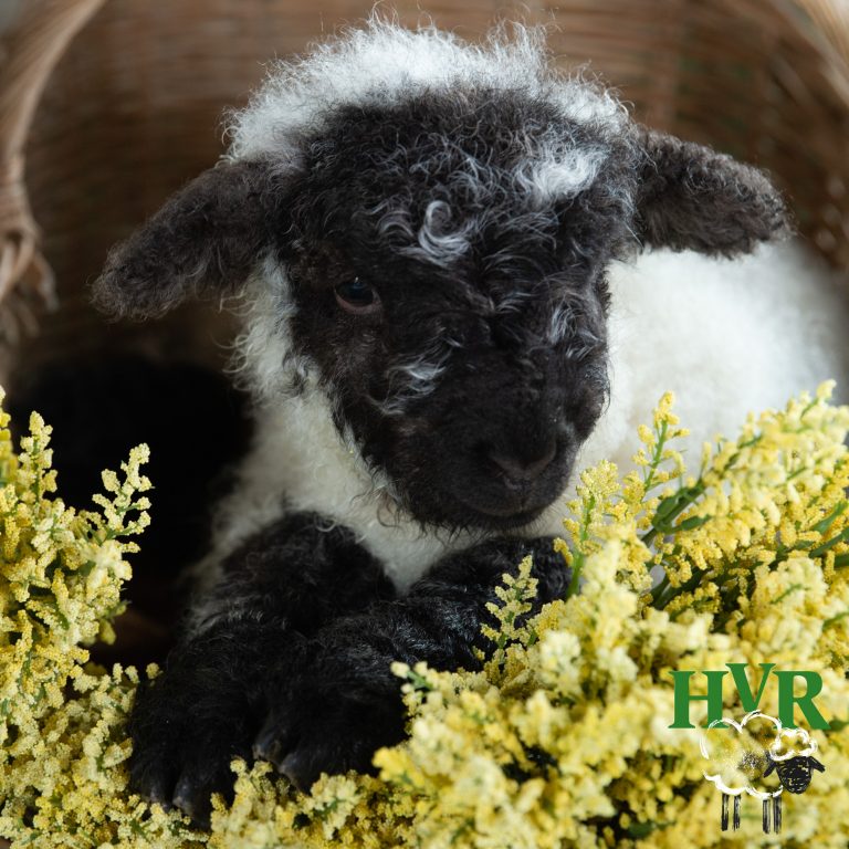 Worlds Cutest Sheep | Hidden Valais Ranch